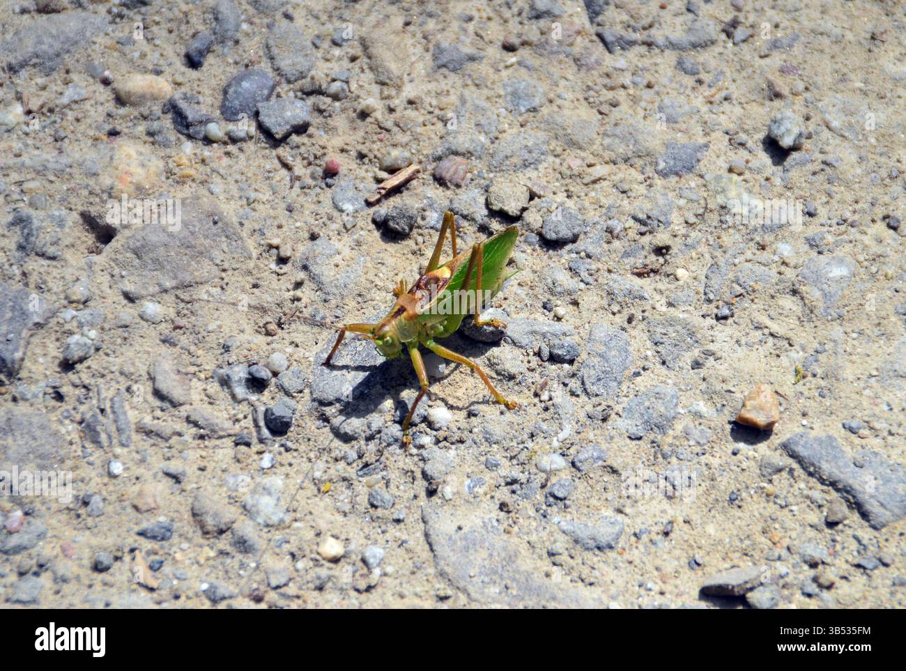 Brown grasshopper in green hi-res stock photography and images - Alamy
