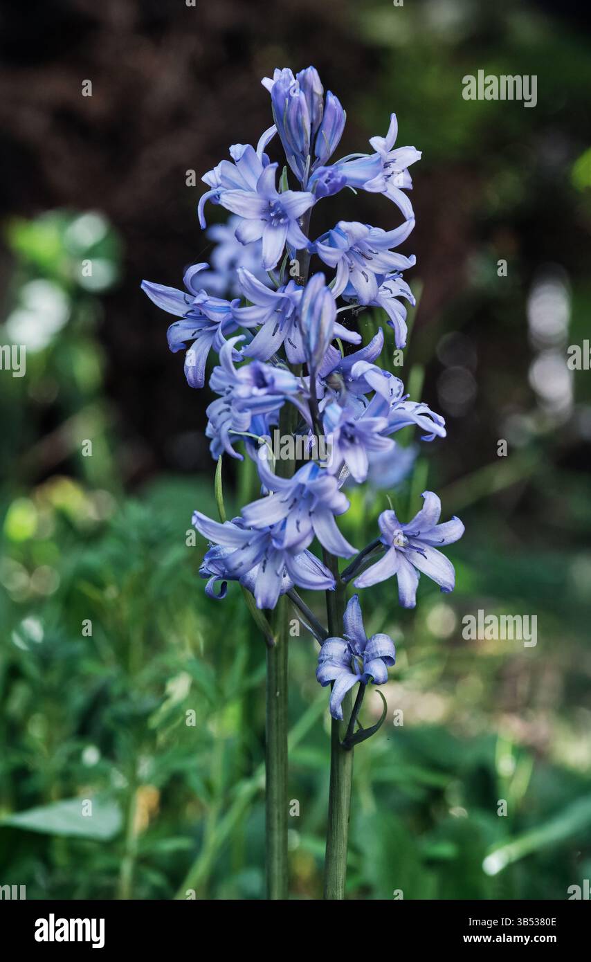 Graceful bell hi-res stock photography and images - Alamy