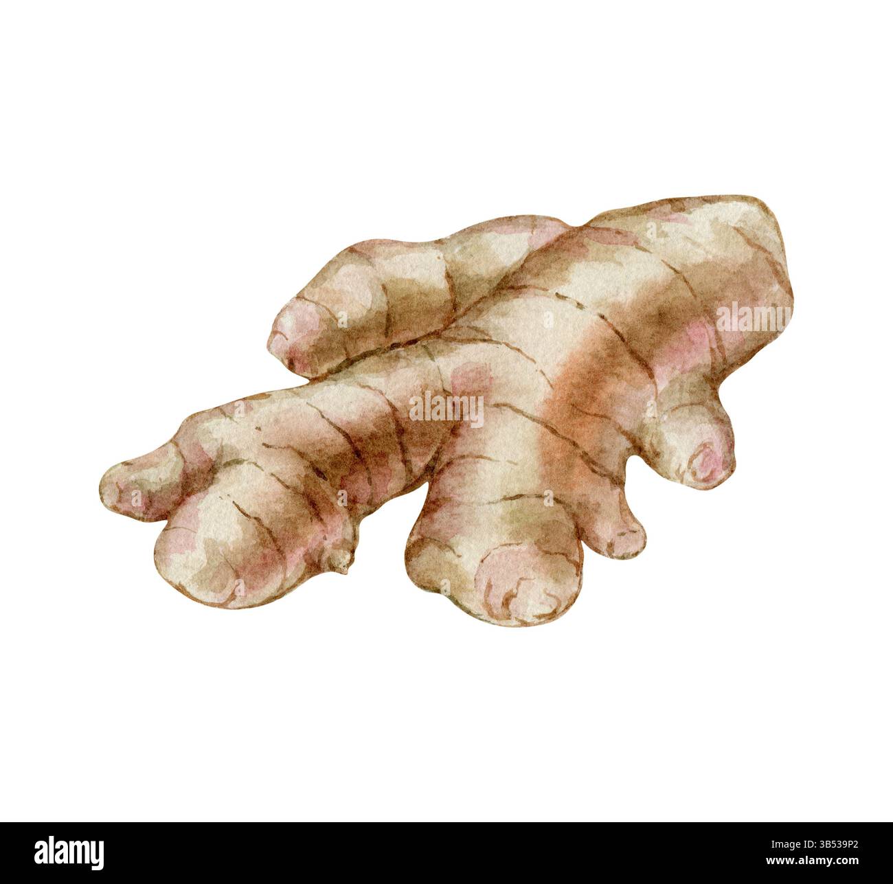 Ginger root botanical watercolor illustration hand drawn isolated Stock ...