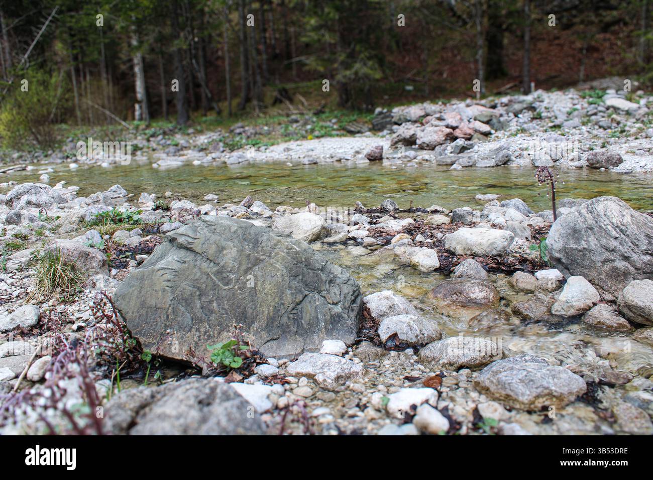Wild Riverbed with Clear Water and Alpine Vegetation Stock Photo - Alamy