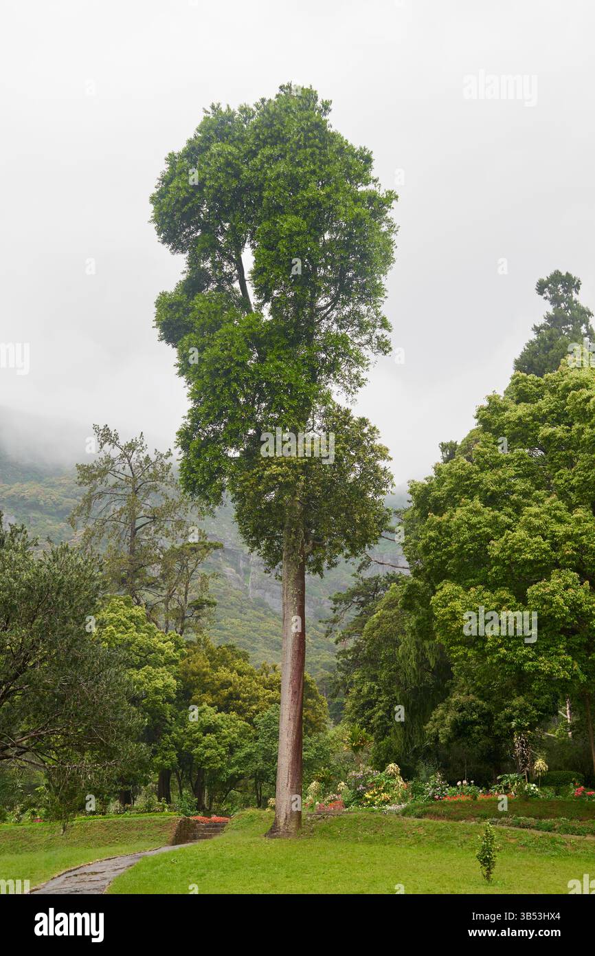 tall kapok tree in the garden, ceiba pentandra, straight trunk majestic ...