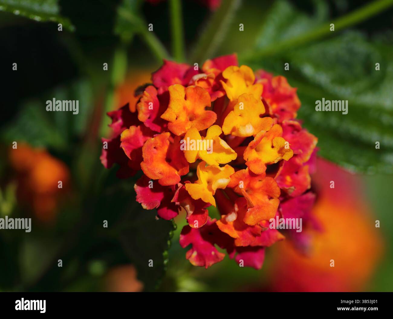 Beautiful, Colourful hedge flowers. Common Lantana also known as ...