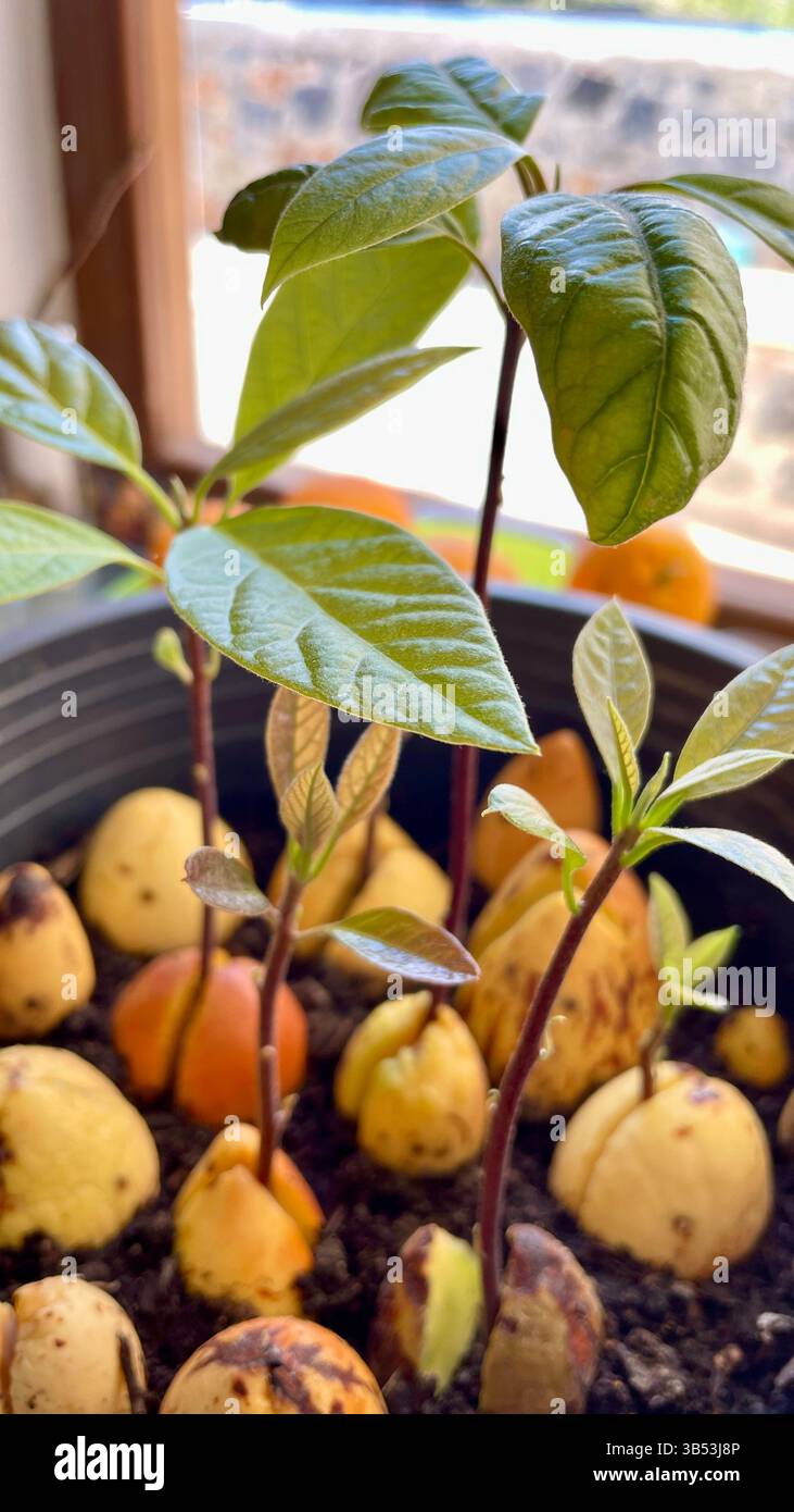 Growing Avocado from a Pit Stock Photo - Alamy