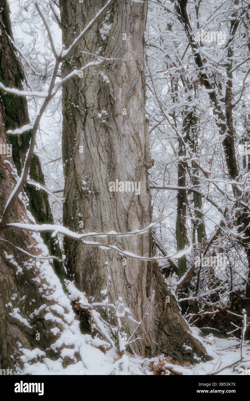 Tall tree thick textured hi-res stock photography and images - Alamy