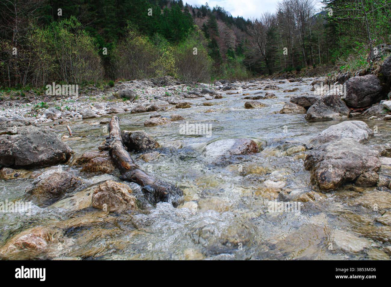 Gentle forest stream flowing through hi-res stock photography and ...