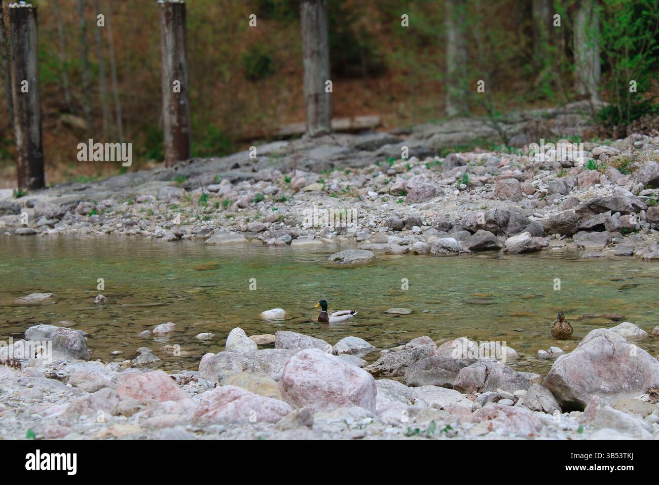 Peaceful Moment: Duck Swimming in Transparent Water with Pebbles Stock ...