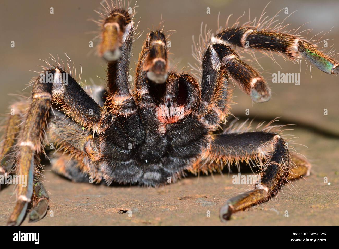 Trapdoor Baboon Spider (Idiothele nigrofulva) in defensive mode Stock ...