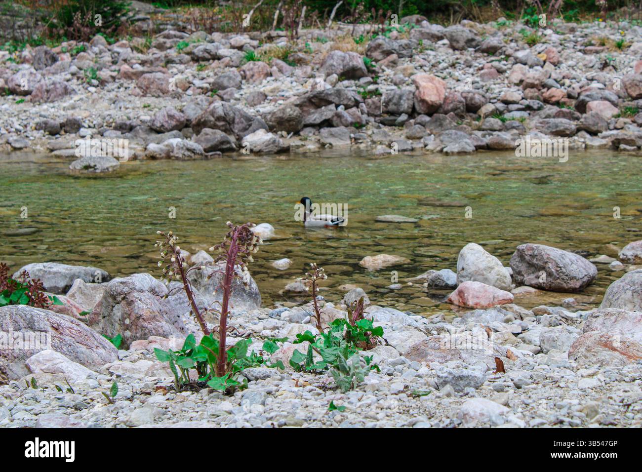 Wildlife in Nature: Mallard Duck in Clear Stream Stock Photo - Alamy