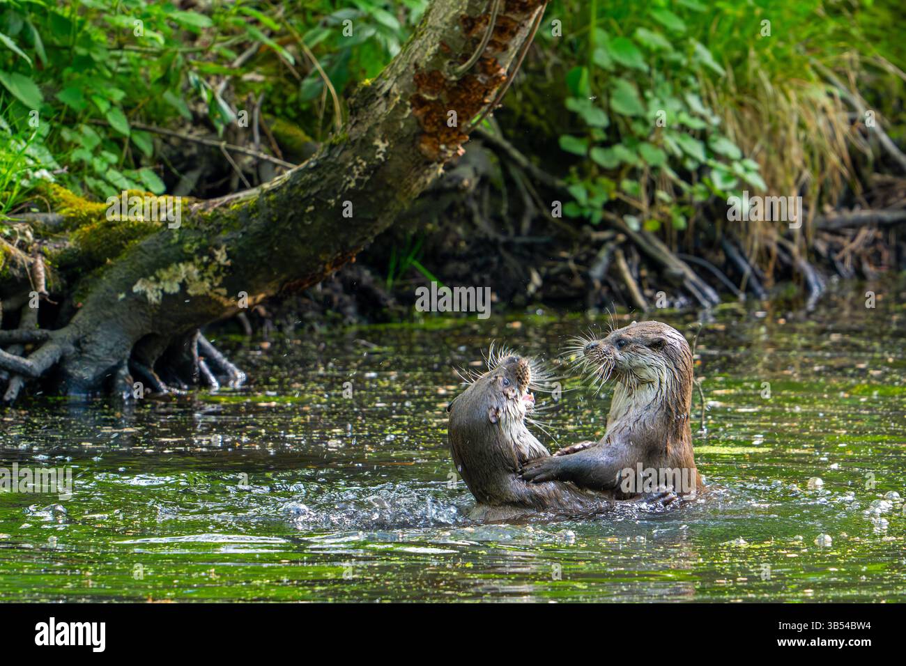 Two Eurasian otters / European river otter (Lutra lutra) play fighting in stream Stock Photo - Alamy