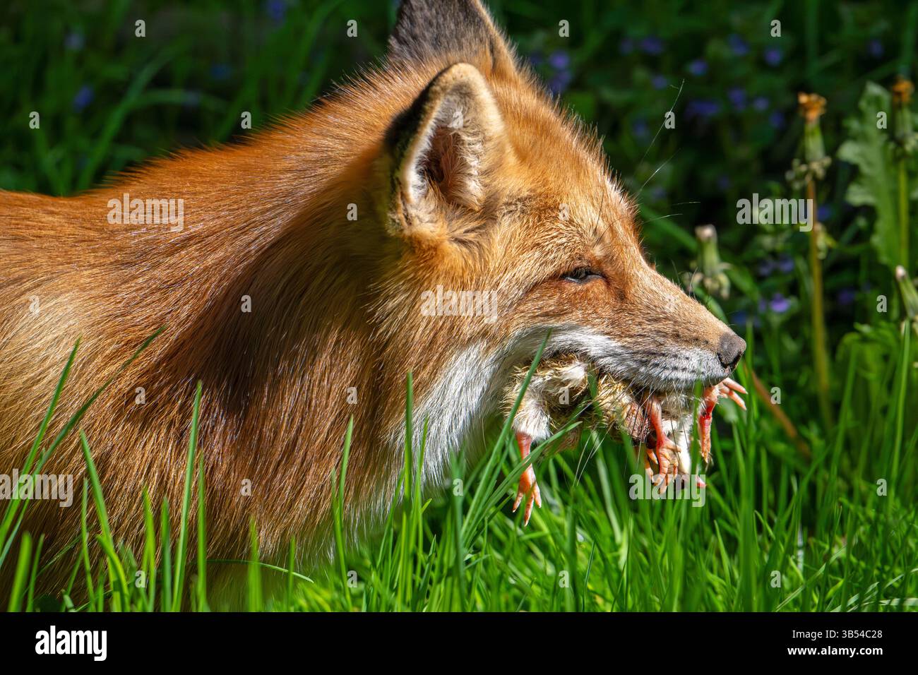 Red fox (Vulpes vulpes) running through meadow with mouthful of chicks ...