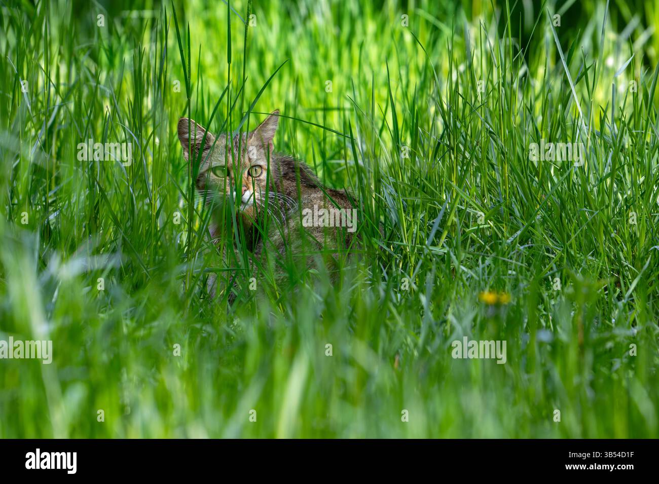 Hunting European wildcat / wild cat (Felis silvestris silvestris ...