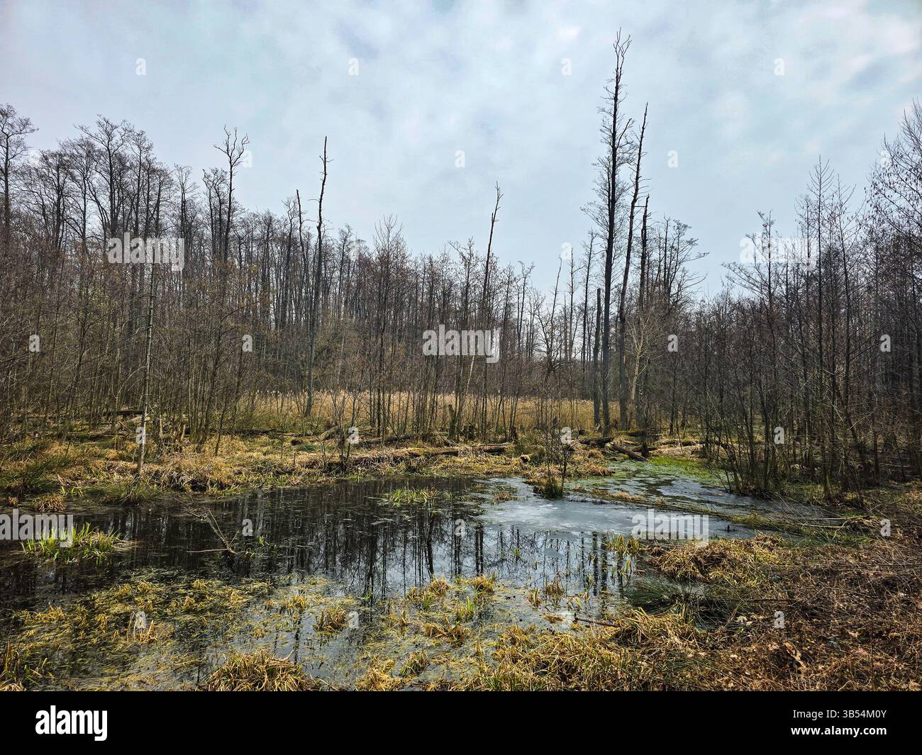 Mystic Swamp in the Forest Stock Photo - Alamy