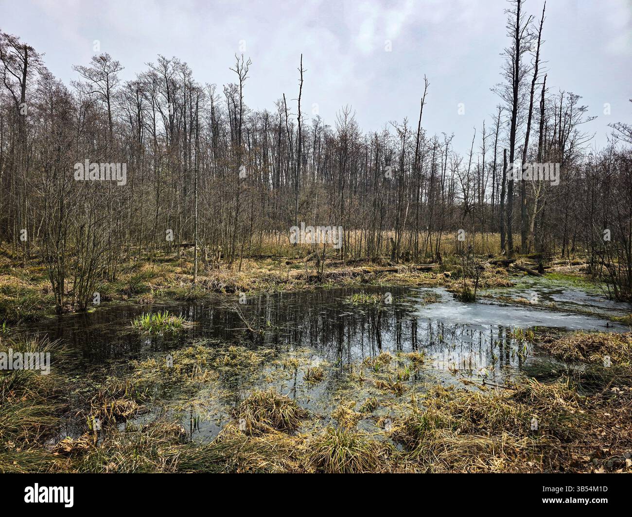 Mystic Swamp in the Forest Stock Photo - Alamy