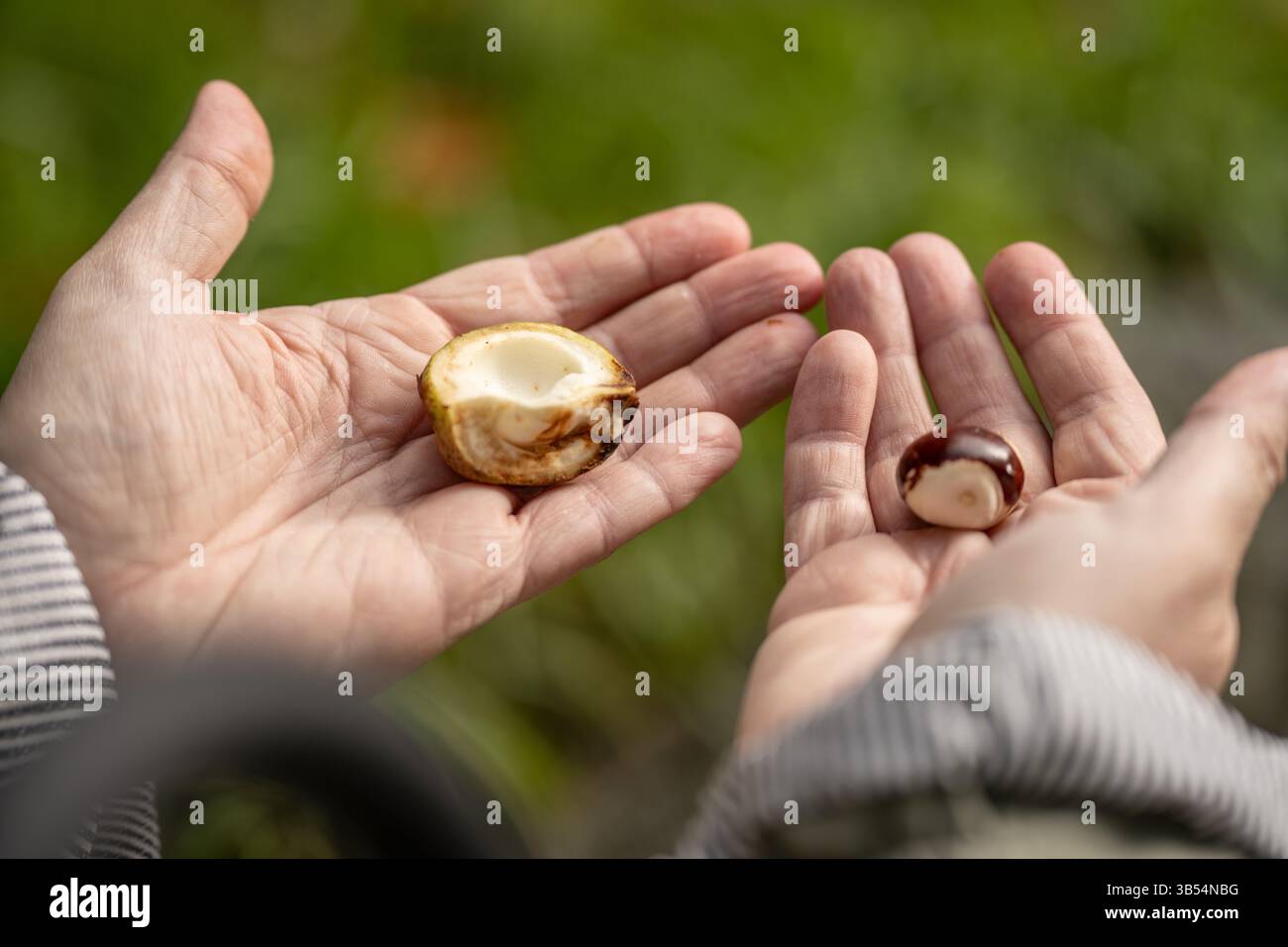 Hands holding a chest nut Stock Photo - Alamy