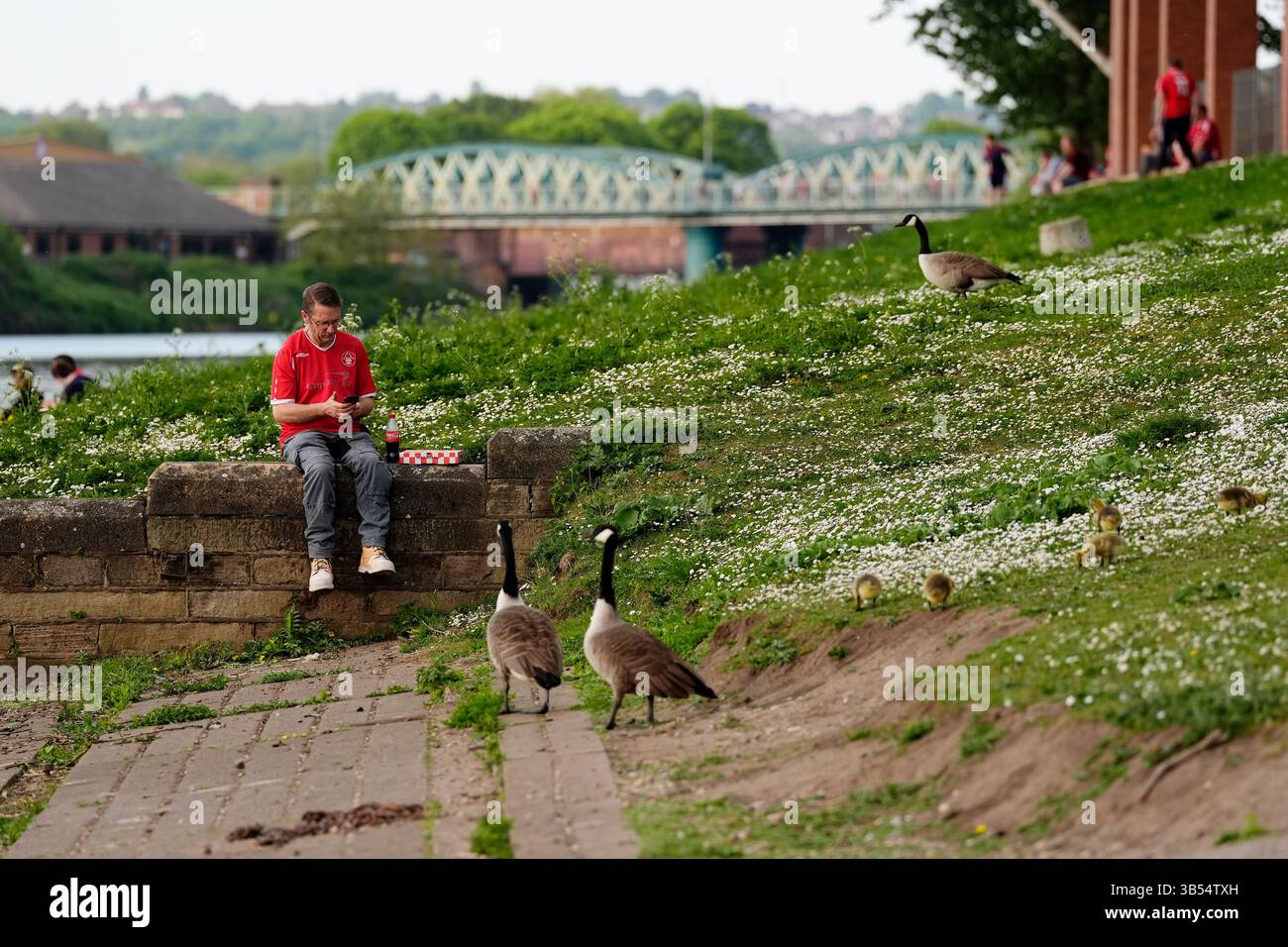 Geese gather as Nottingham Forest fans sit by the River Trent ahead of ...