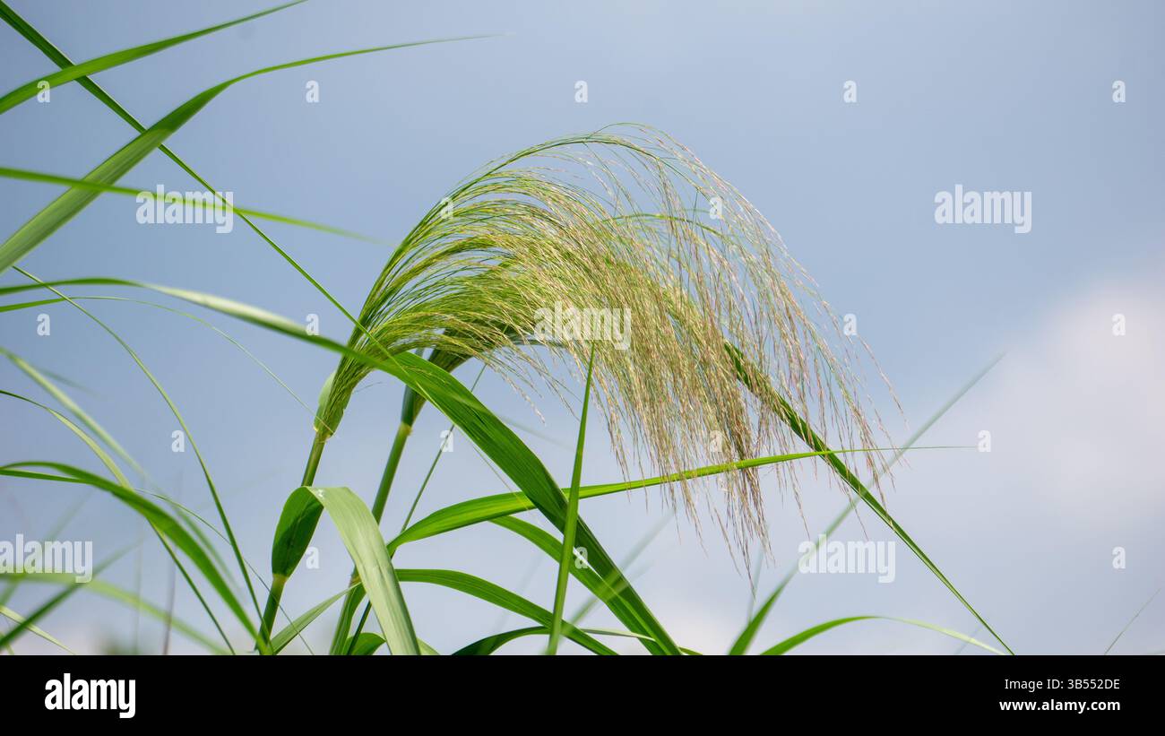 The flower of Sporobolus Alterniflorus (Spartina alterniflora, the ...
