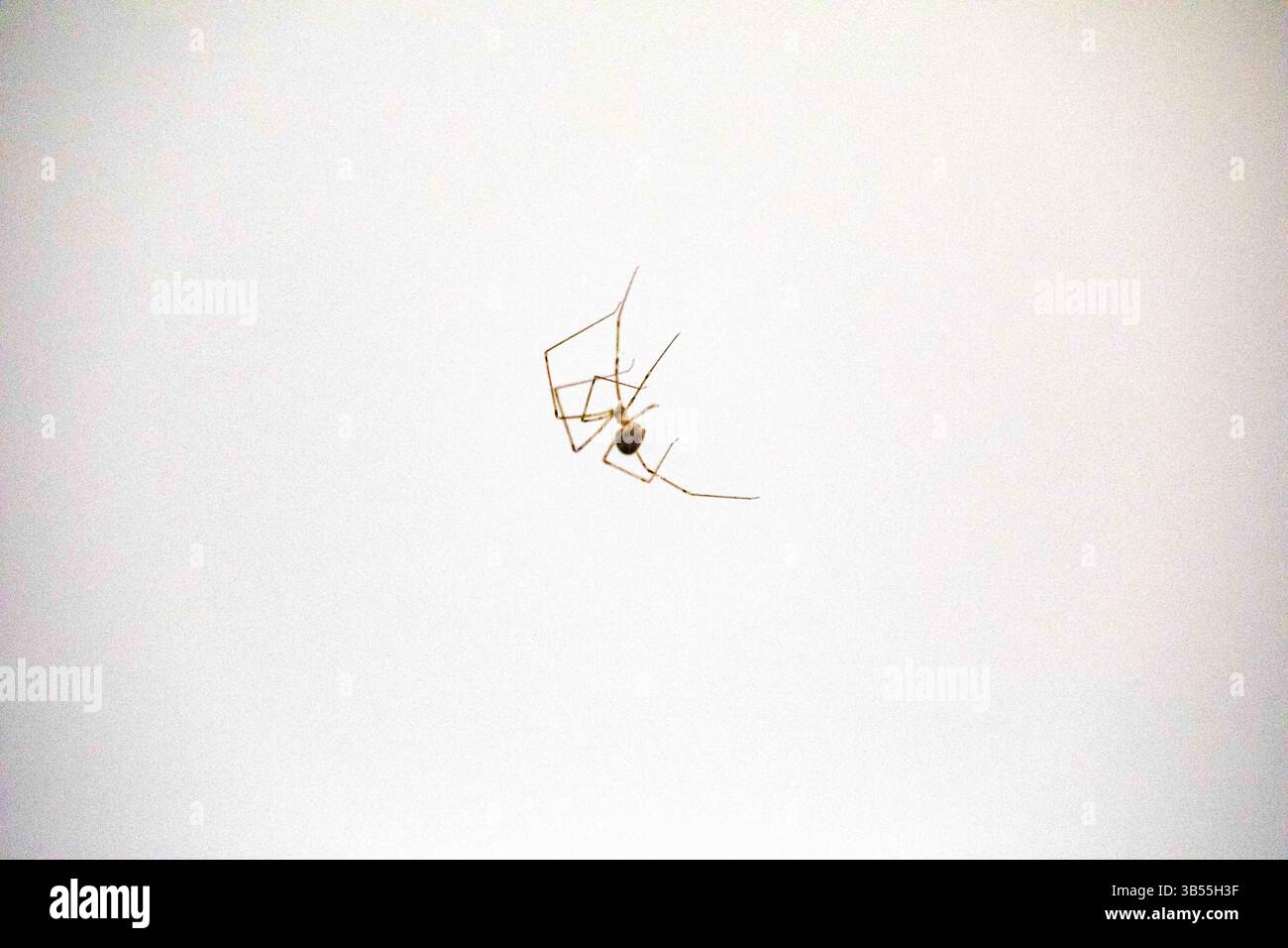 Pholcus phalangioides J.K. Füssli, 1775, commonly known as the house ...