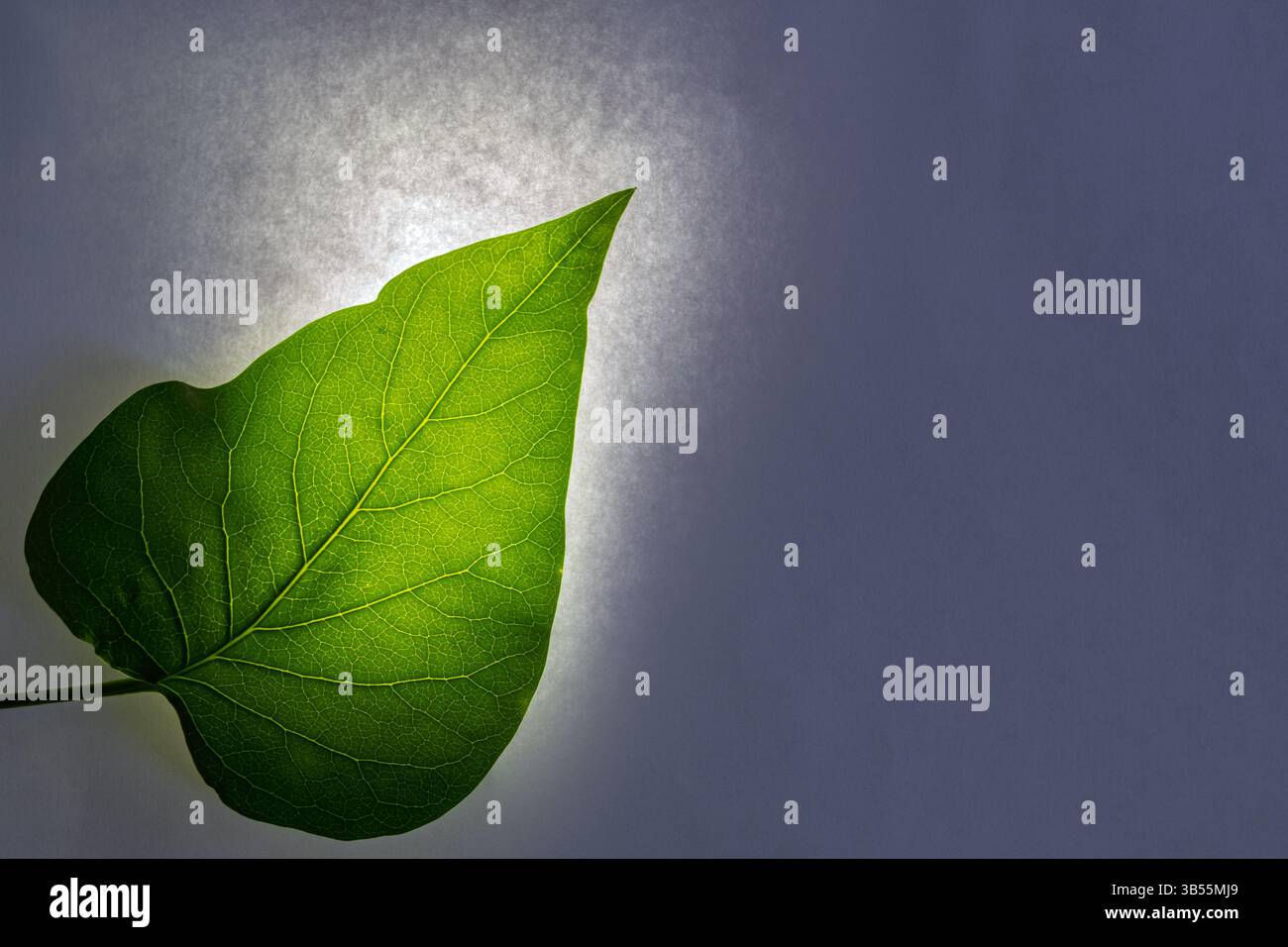 Close up of lilac green leaf on white background, backlit to display ...