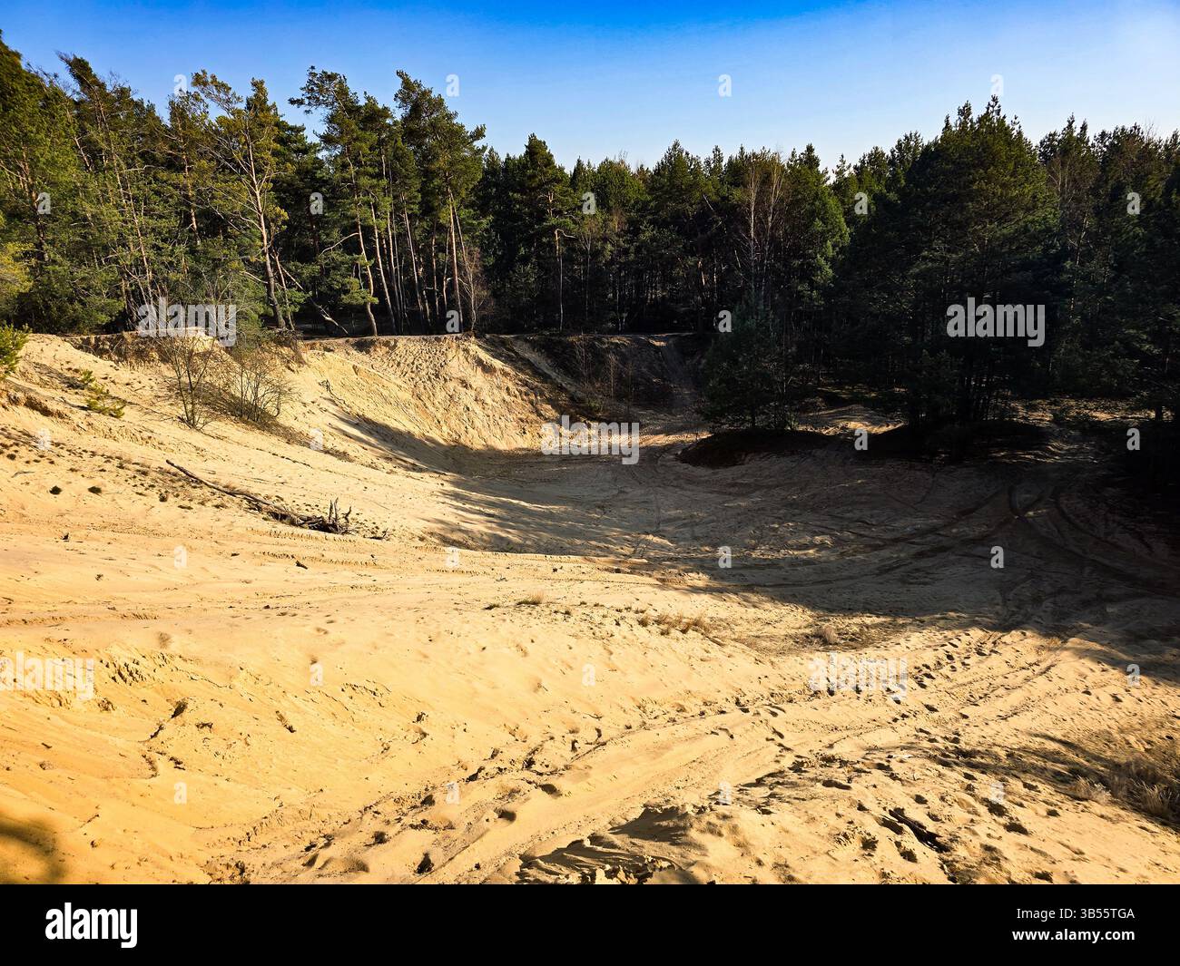 Wild Pines Growing on Sand Dunes Stock Photo - Alamy