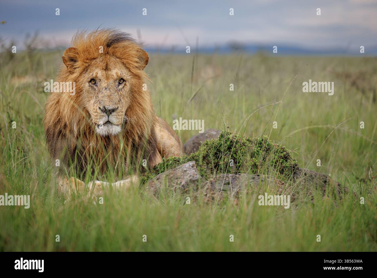 Male lion lies in the grass, low angle shot in the Mara north ...