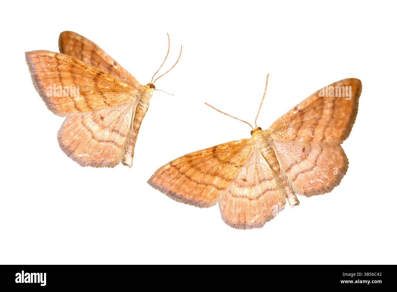 night moths isolated on white background Stock Photo - Alamy