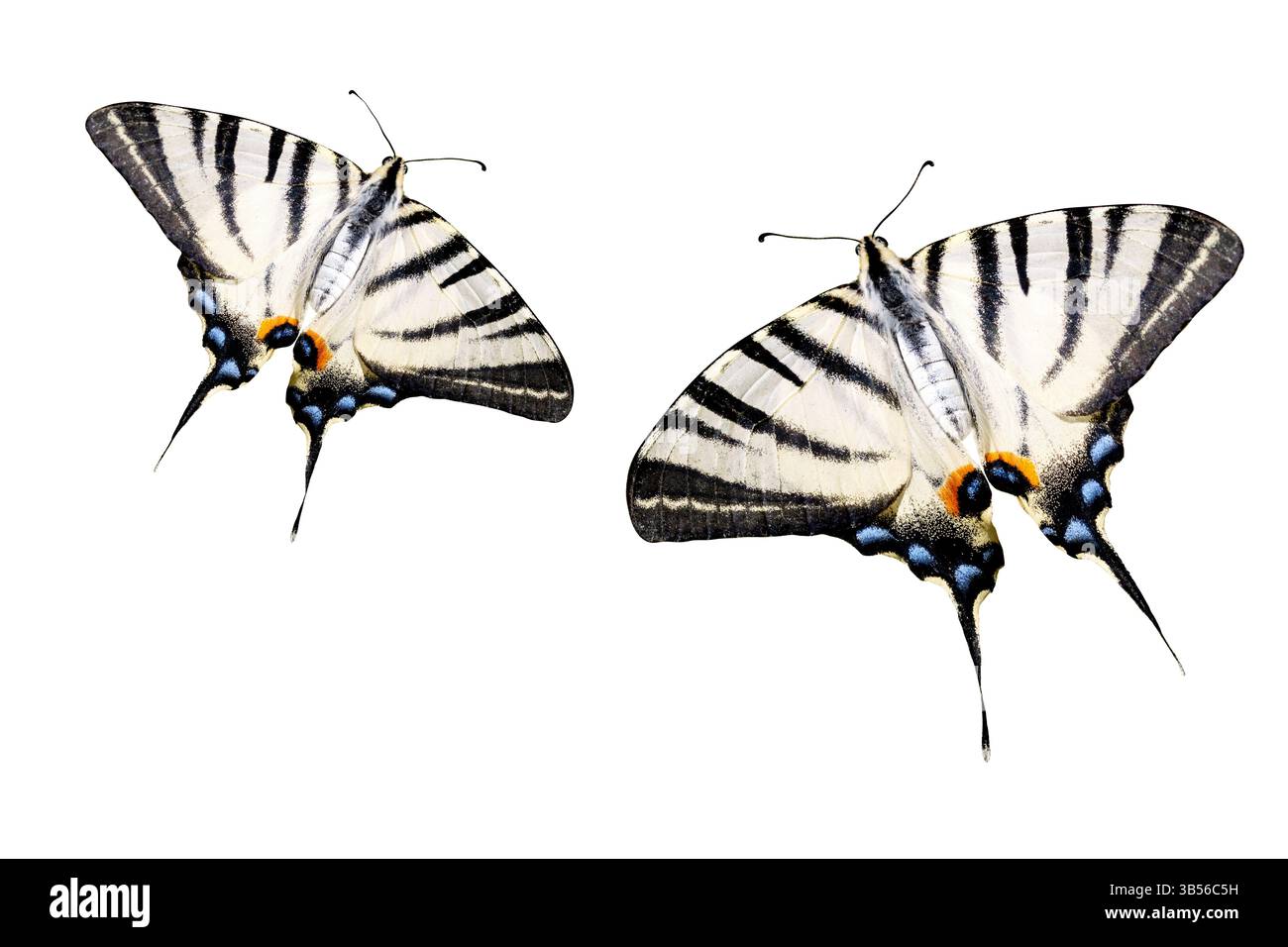 swallowtail butterflies in flight isolated on white background Stock ...