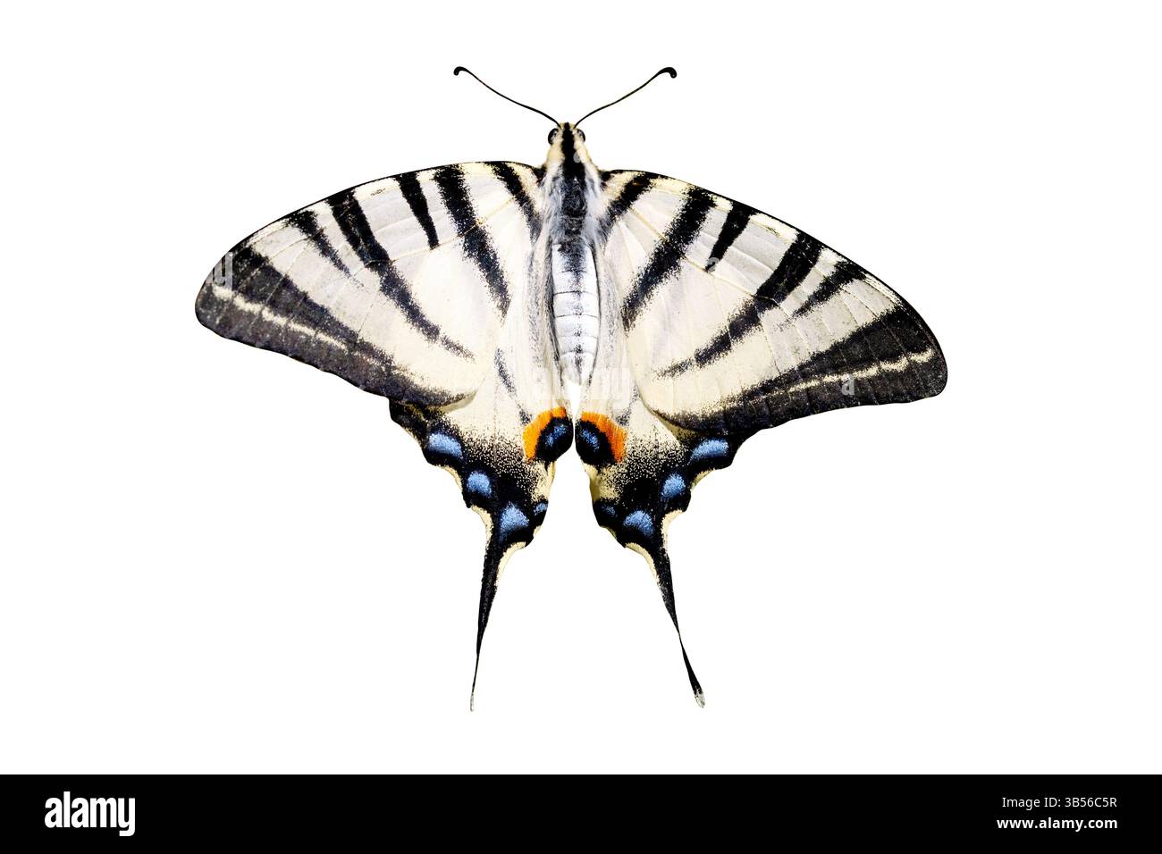 swallowtail butterfly isolated on white background Stock Photo - Alamy