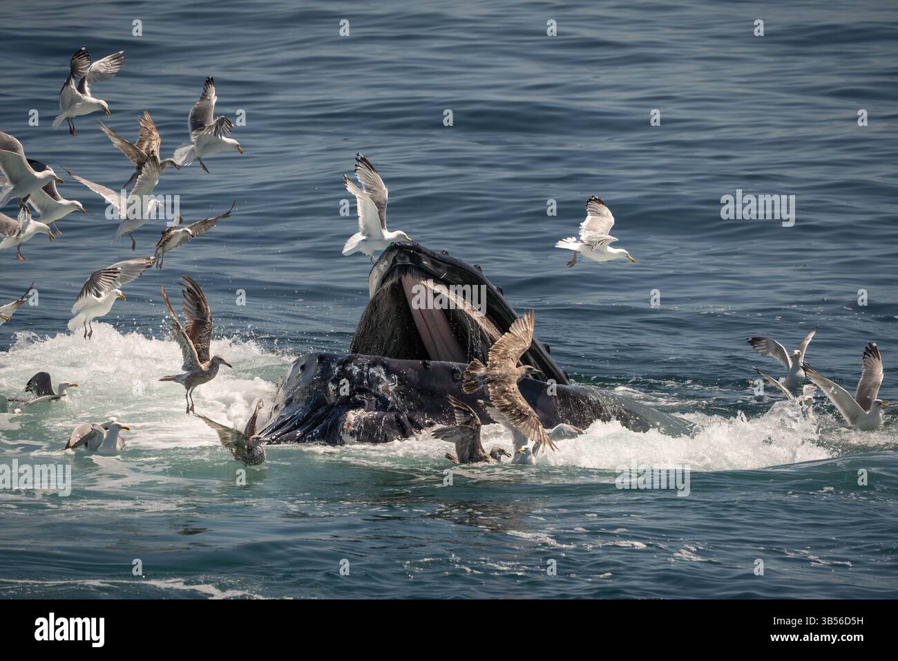 Humpback Whale feeding off the coast of Cape Cod Stock Photo - Alamy