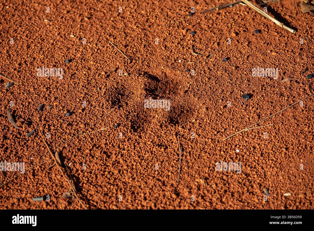Tapir footprints in the soft earth soil Stock Photo - Alamy