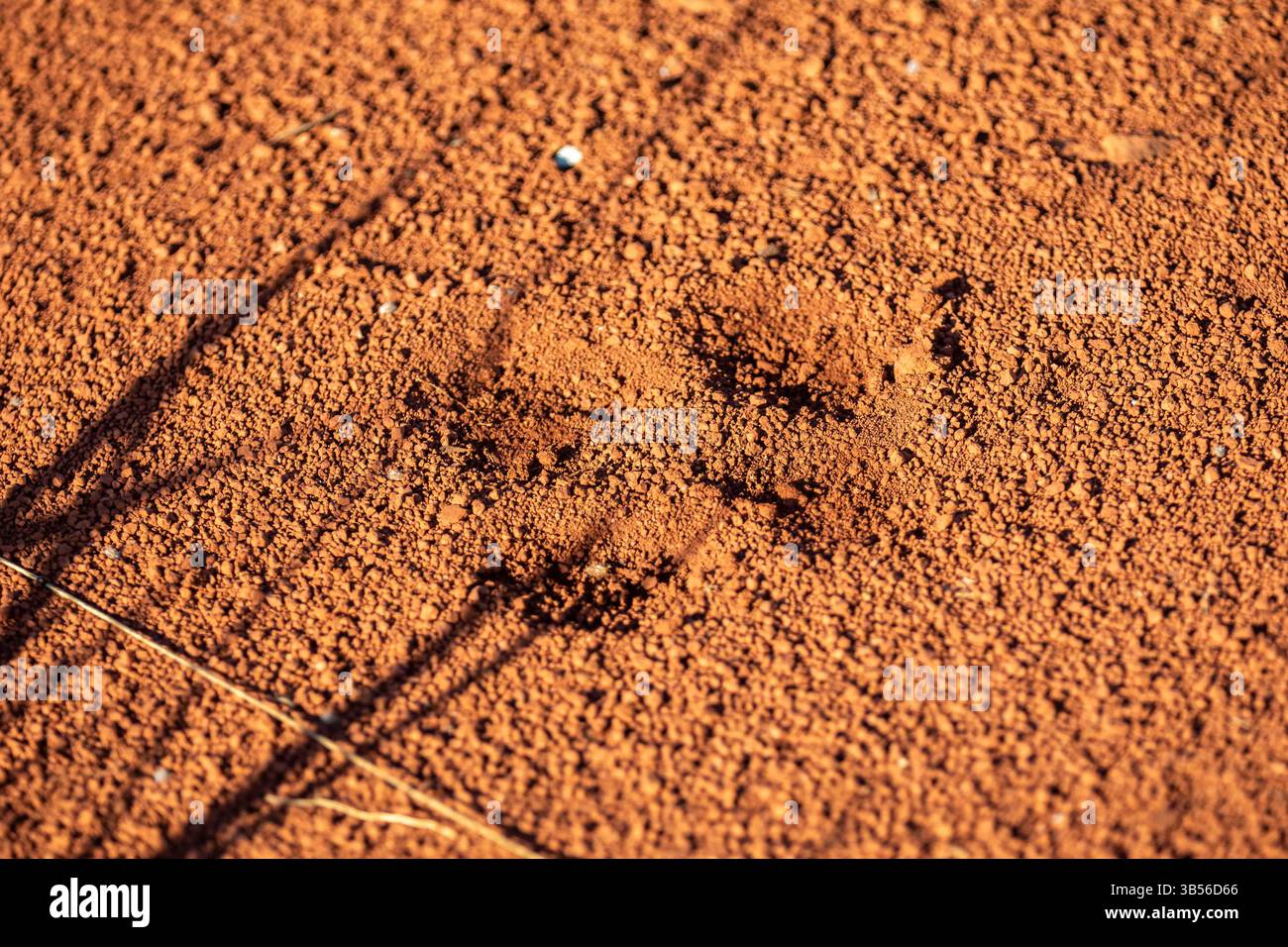 Tapir footprints in the soft earth soil Stock Photo - Alamy