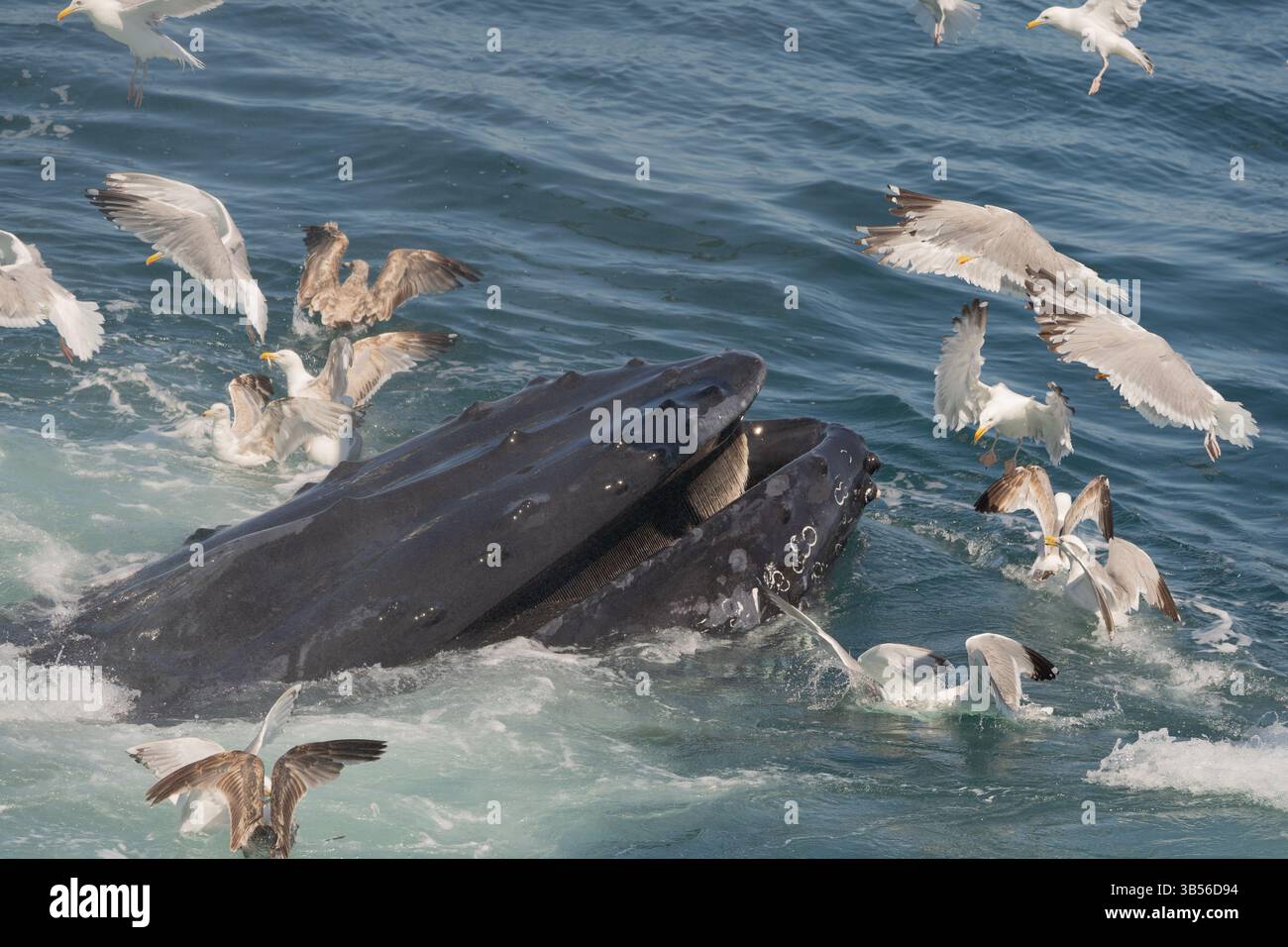 Humpback Whale feeding off the coast of Cape Cod Stock Photo - Alamy