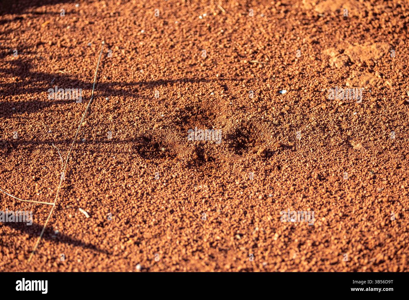 Tapir footprints in the soft earth soil Stock Photo - Alamy