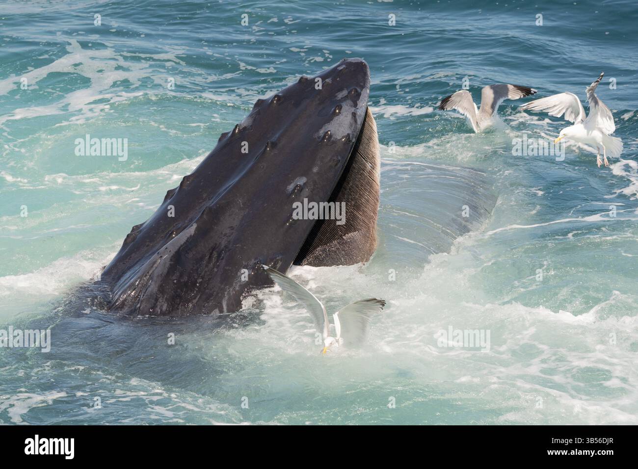 Humpback Whale bubble-net feeding off the coast of Cape Cod Stock Photo ...
