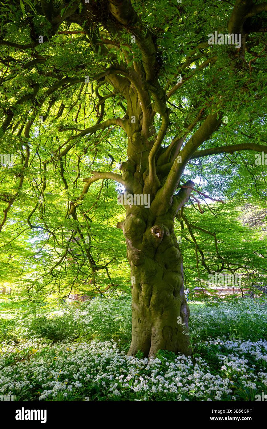 Beautiful view of a tall european beech (Fagus Sylvatica Aspleniifolia ...