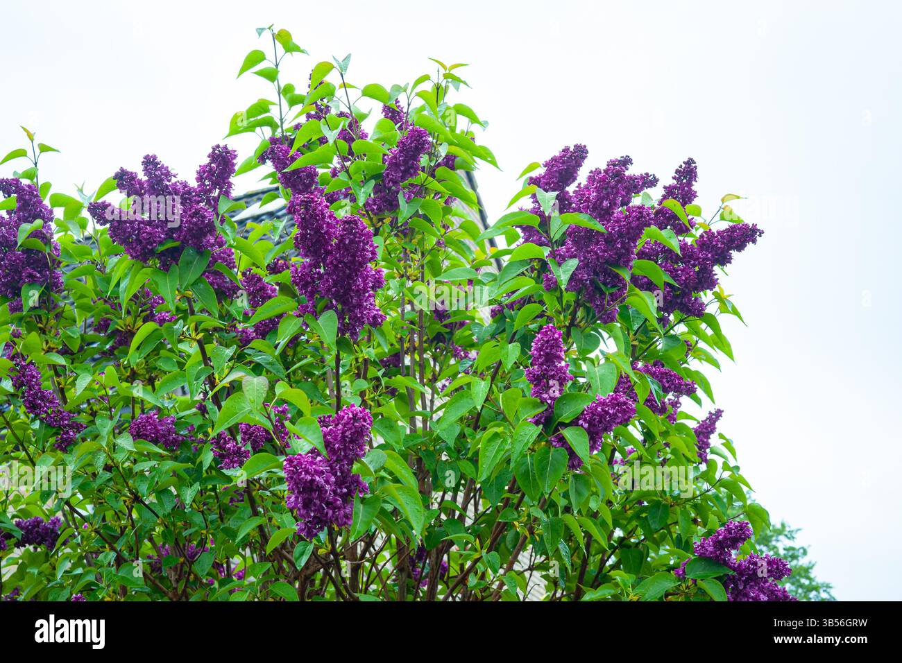 Common purple lilac syringa vulgaris hi-res stock photography and ...