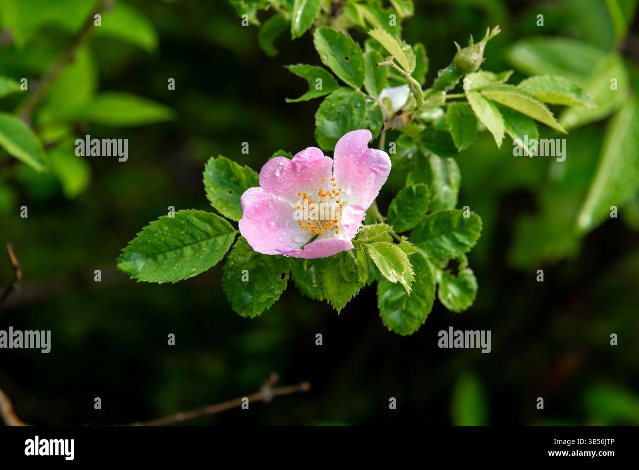 Rosa canina, the dog rose, is a variable climbing, wild rose species ...