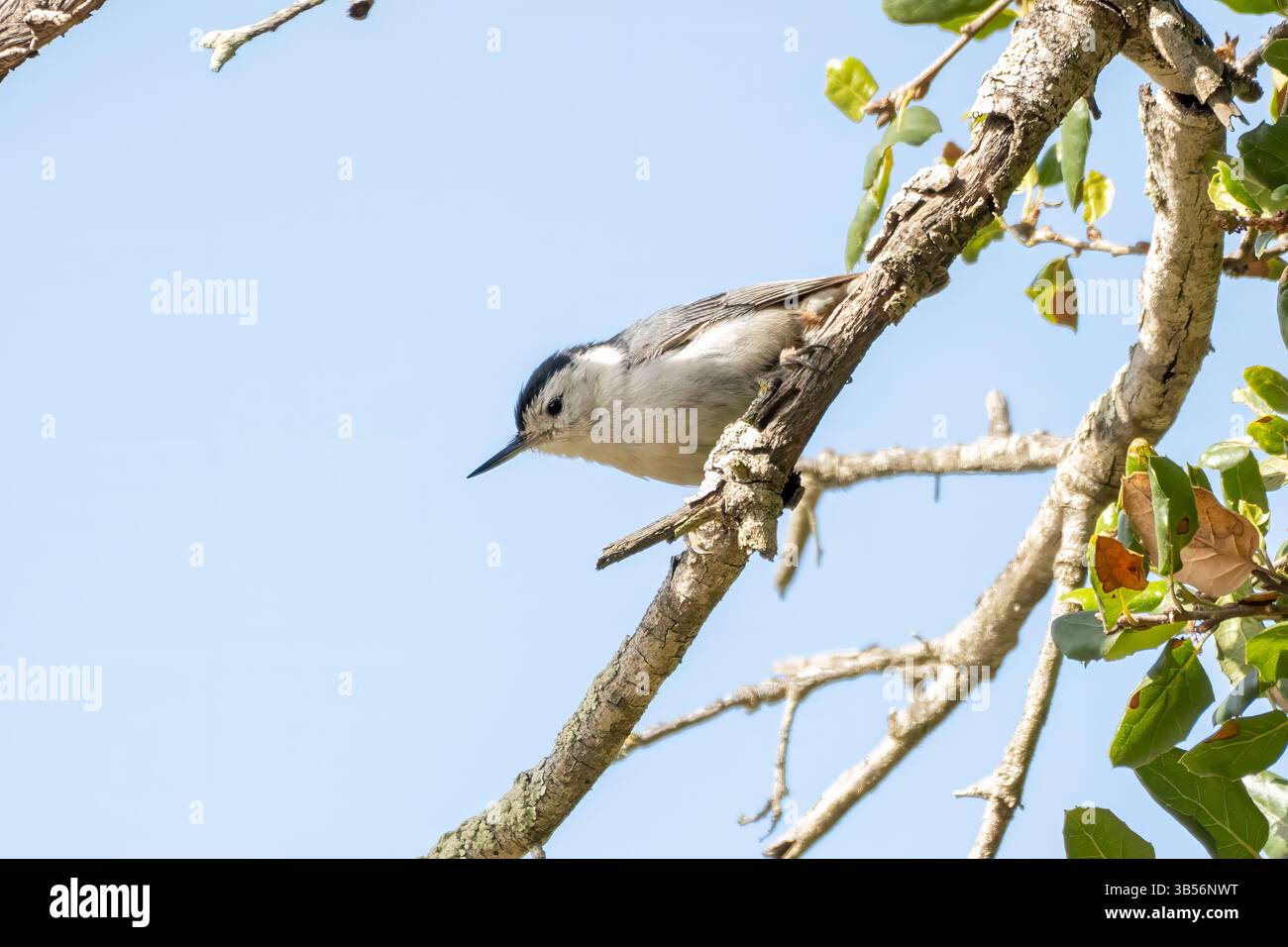 Cute white breasted nuthatch sits perched on a thin branch with an ...