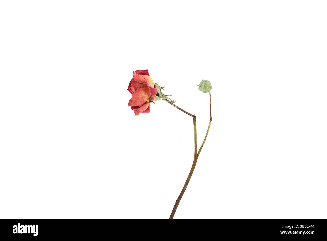 Dried open red rose bud and unopened bud on white background. Copy ...