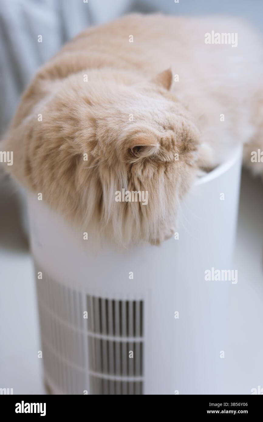 A British Longhair cat is enjoying the sun and taking a nap on the cat ...