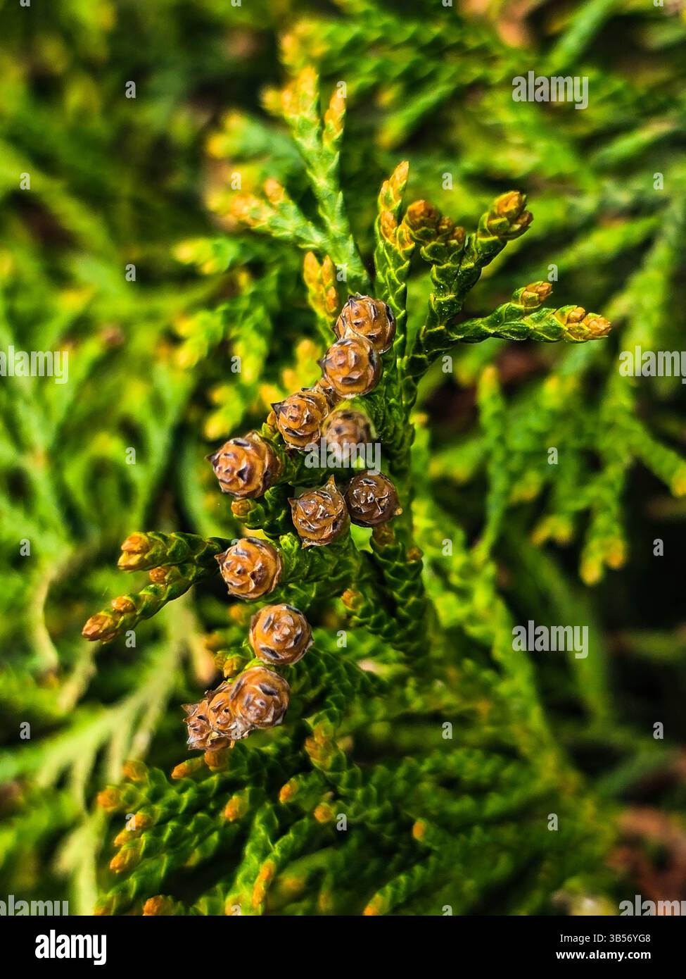 Leaves thuja plicata western hi-res stock photography and images - Alamy