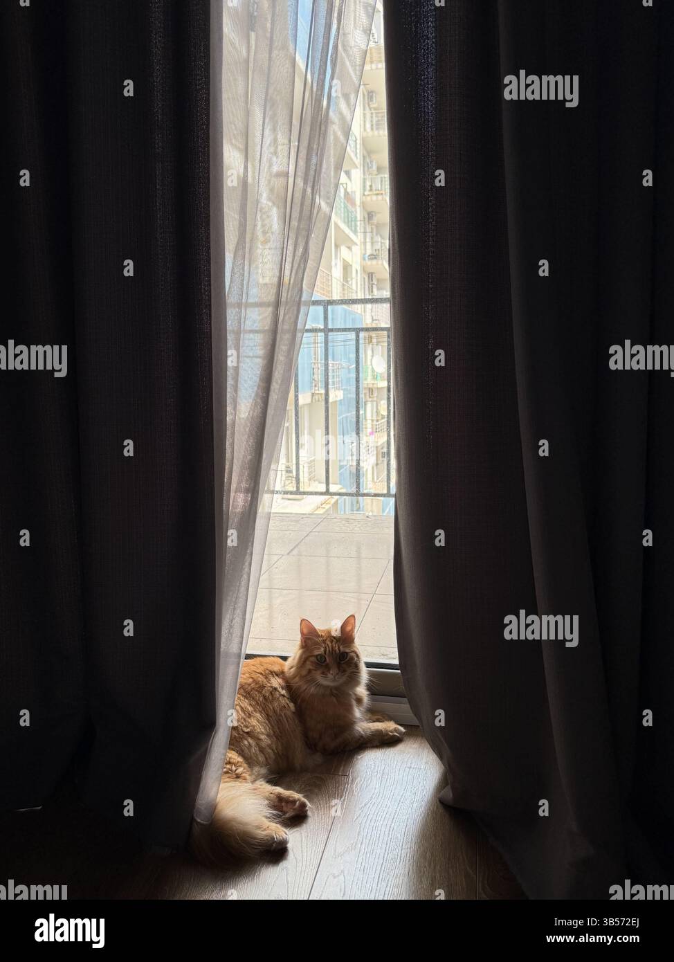 The image shows a ginger cat lying on a wooden floor behind a light ...