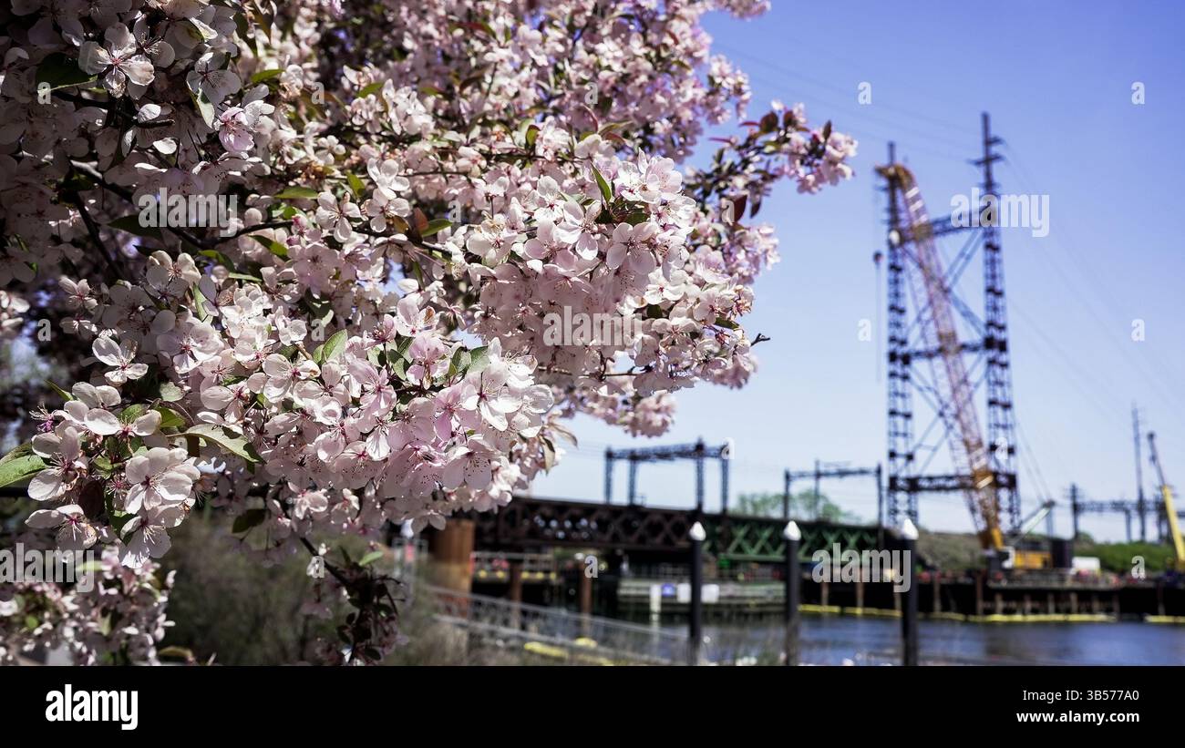 NORWALK, CT, USA- May 1, 2025: Beautiful day with blossom in downtown ...