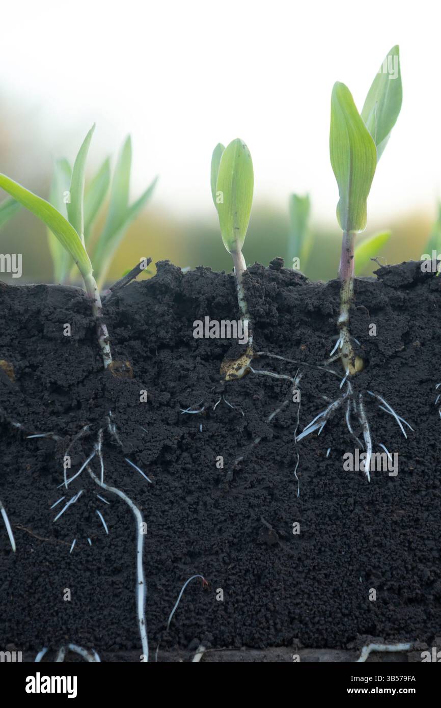 Sprouts young corn roots hi-res stock photography and images - Alamy