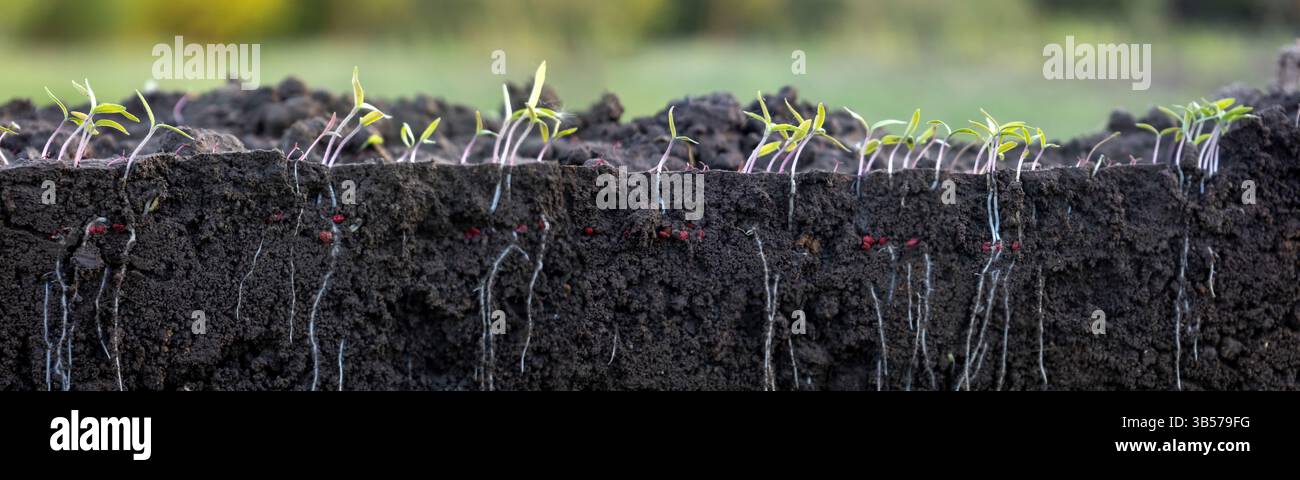 Young sunflower sprouts with roots in soil cross section Stock Photo ...