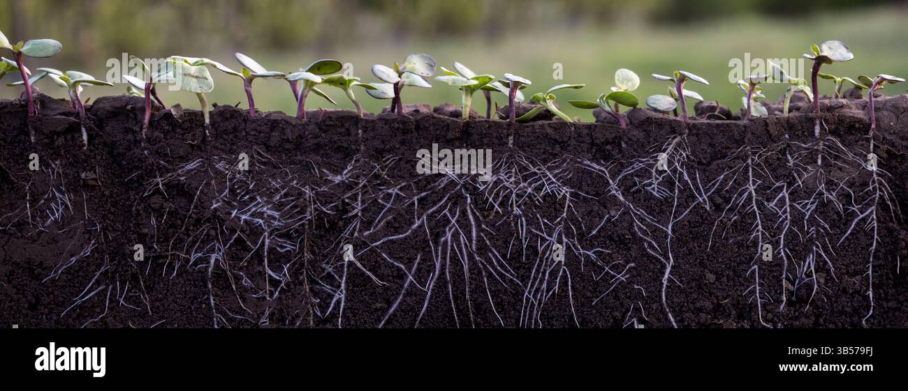 Young sunflower sprouts with roots in soil cross section Stock Photo ...