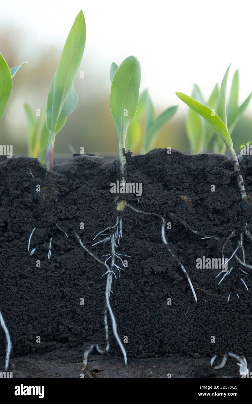Sprouts young corn roots hi-res stock photography and images - Alamy