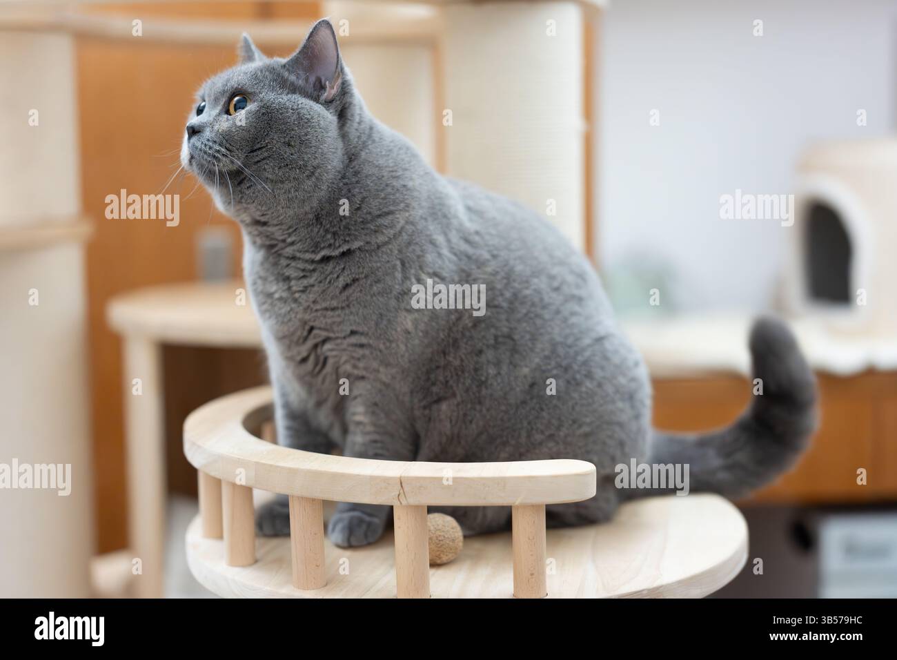 An overweight British Shorthair blue cat nearly fell from a cat tree ...