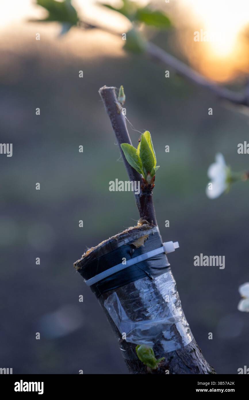 Grafted branch on a plum tree Stock Photo - Alamy