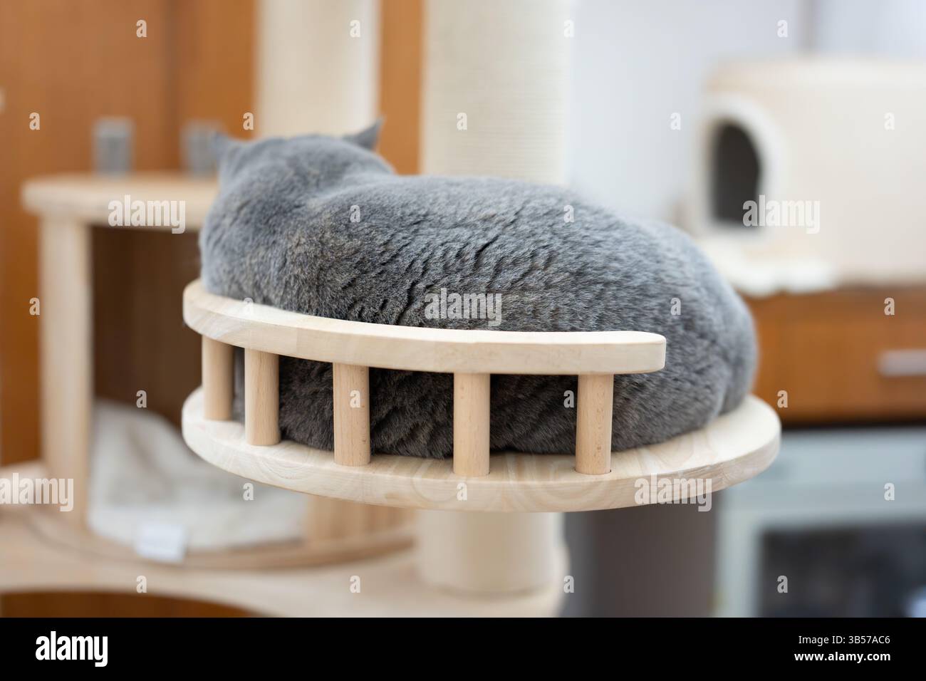 An overweight British Shorthair blue cat nearly fell from a cat tree ...