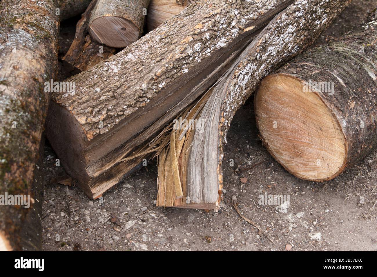 Split and cut tree logs with rough bark and exposed wood fibers lying ...